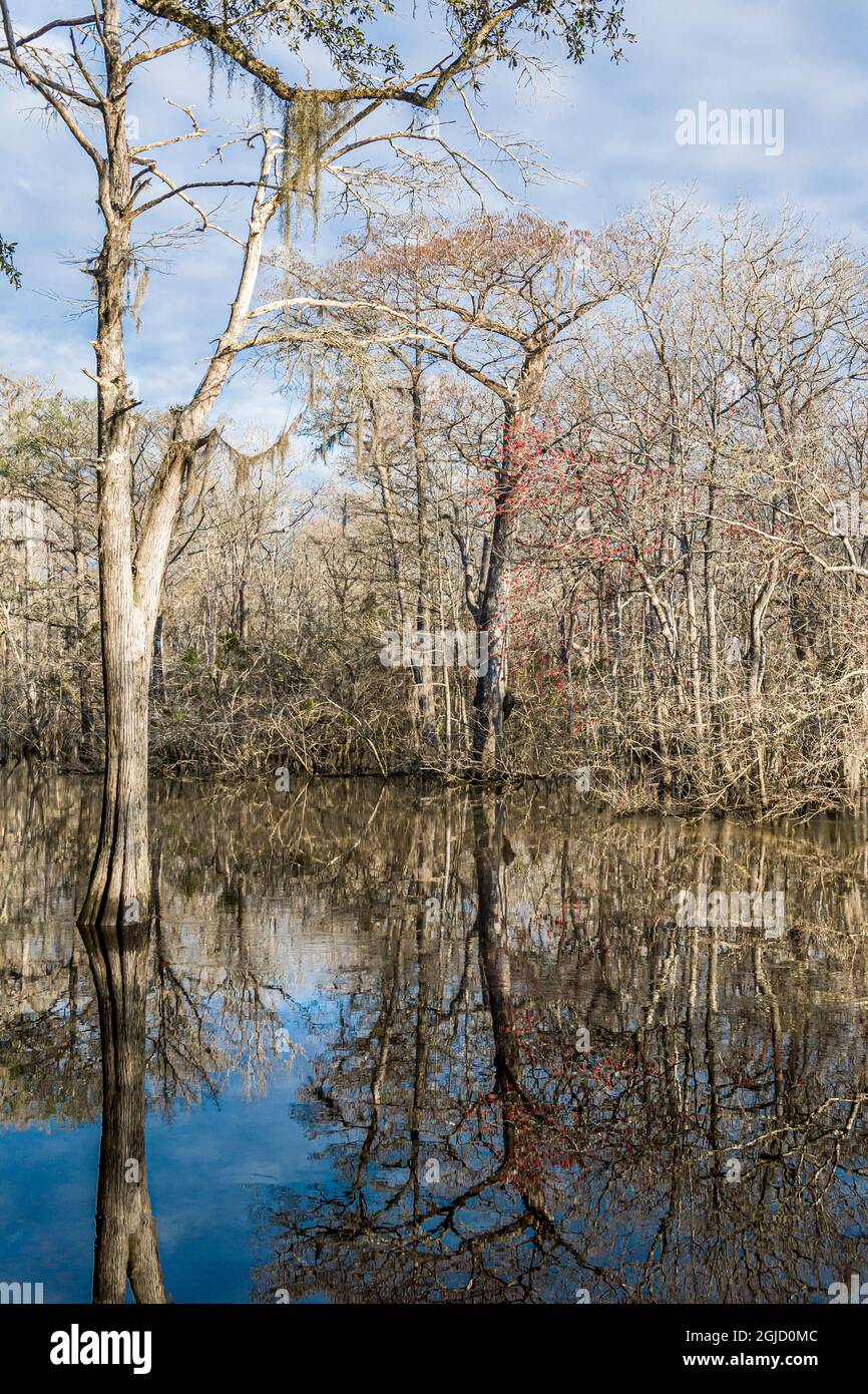 River water moves slowly through a flooded wooded swamp in Florida ...