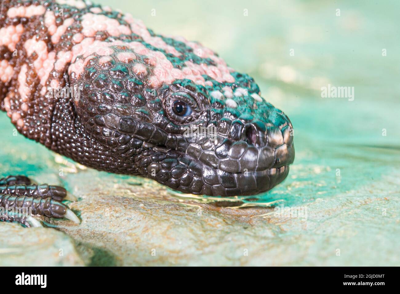 A gila monster is the only venomous lizard native to the United States ...