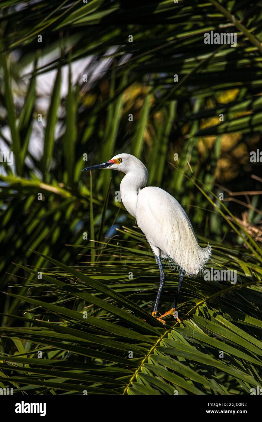 Breeding colors of egrets hi-res stock photography and images - Alamy