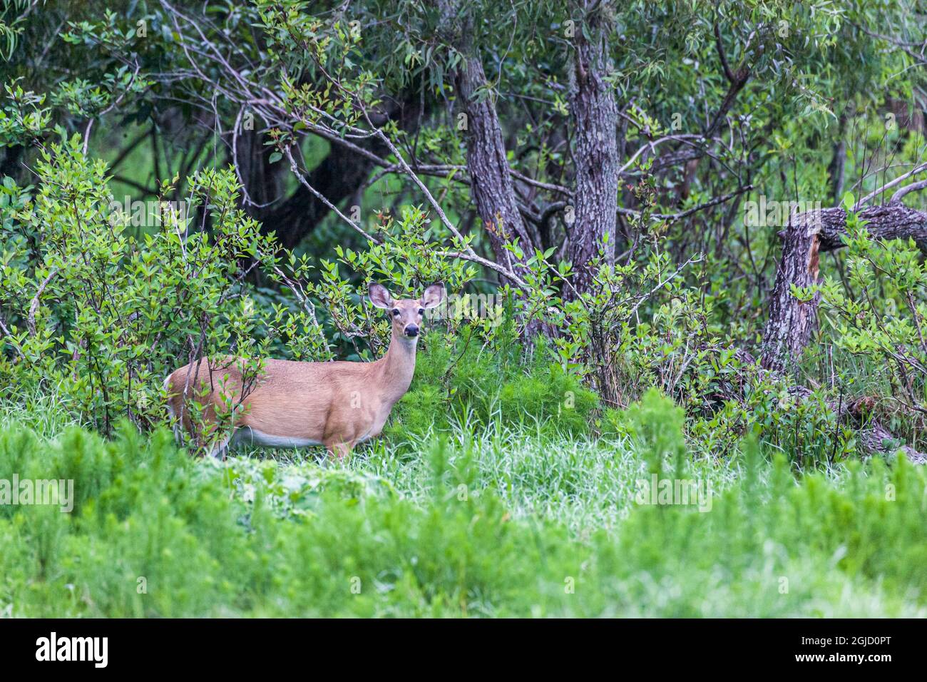 White tailed deer florida hi-res stock photography and images - Alamy