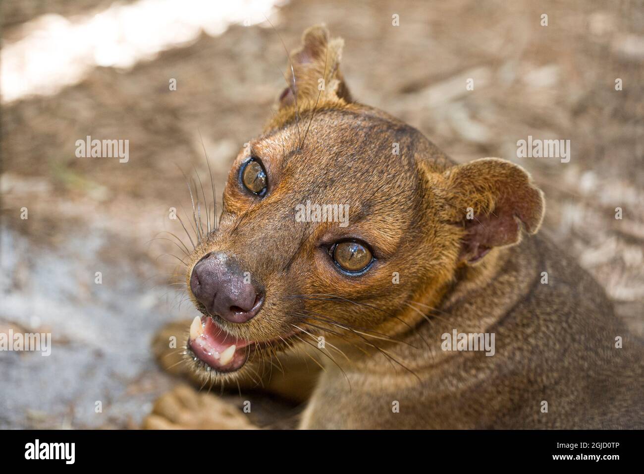 Fossa, from Madagascar, in a local zoo in United States Stock Photo - Alamy