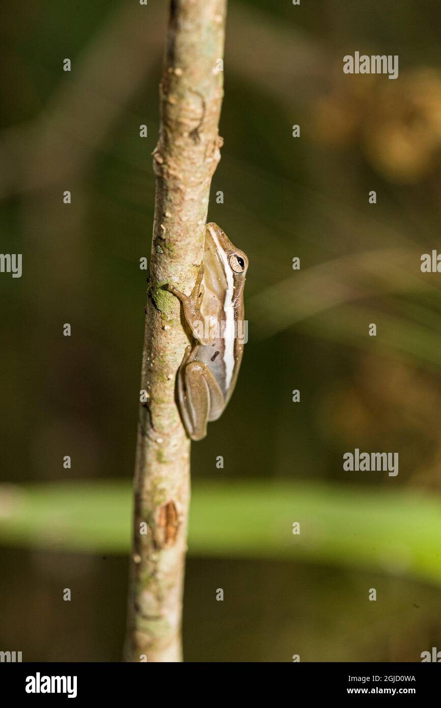 Green tree frog on tree branch. Can change colors as camouflage Stock ...