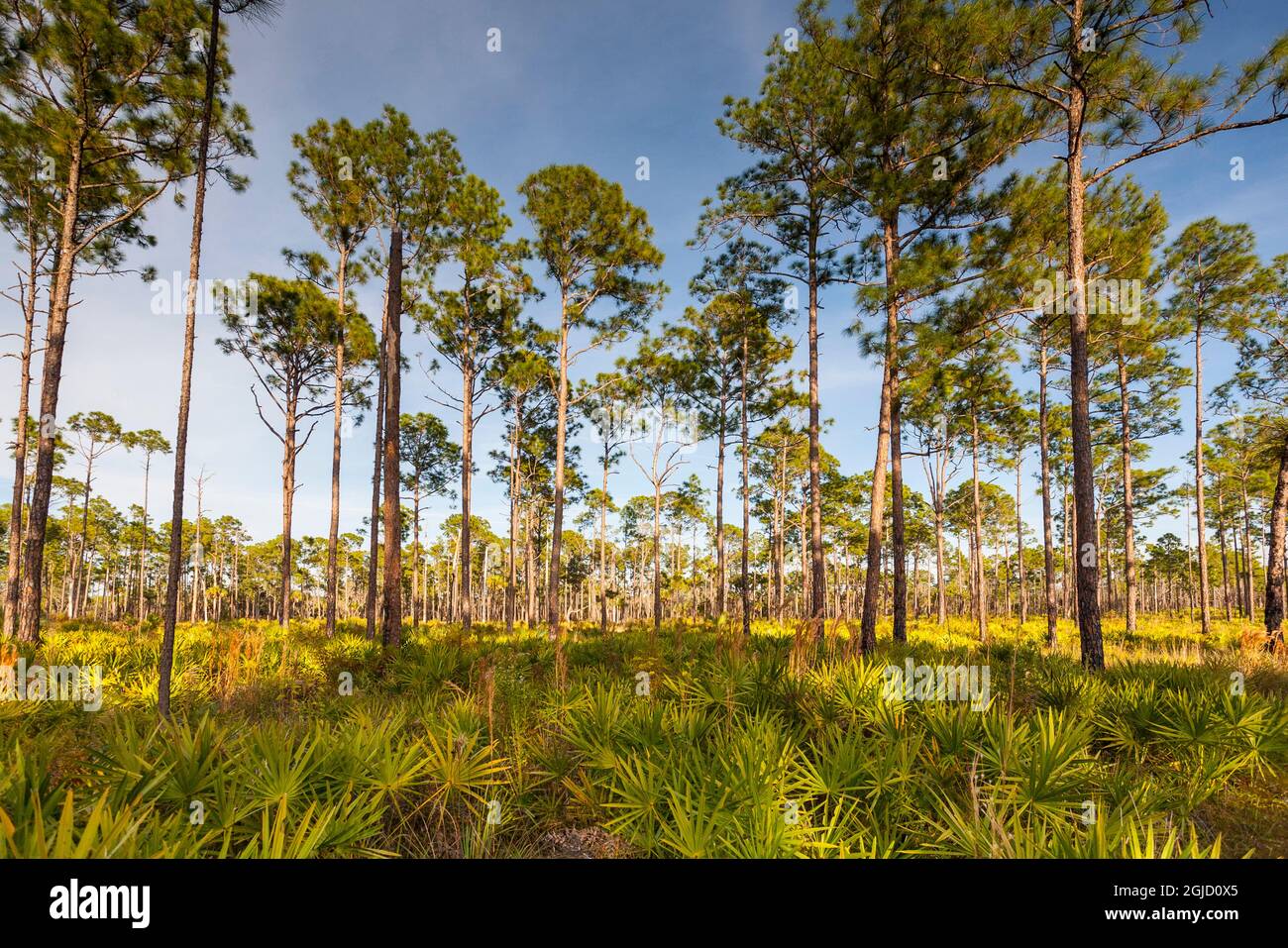 Florida palmetto pine forest hi-res stock photography and images - Alamy