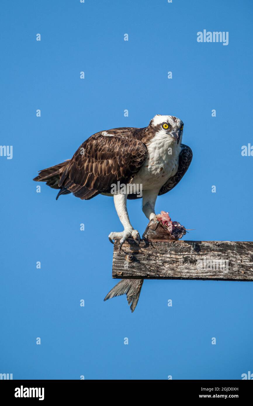 Osprey, feeding, fish, Florida Stock Photo - Alamy