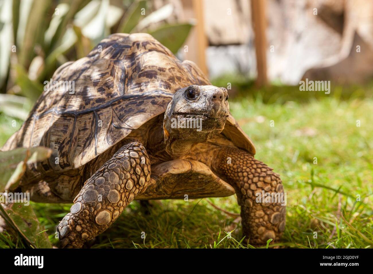 A leopard tortoise has the hardest known shell of any turtle. Part of ...