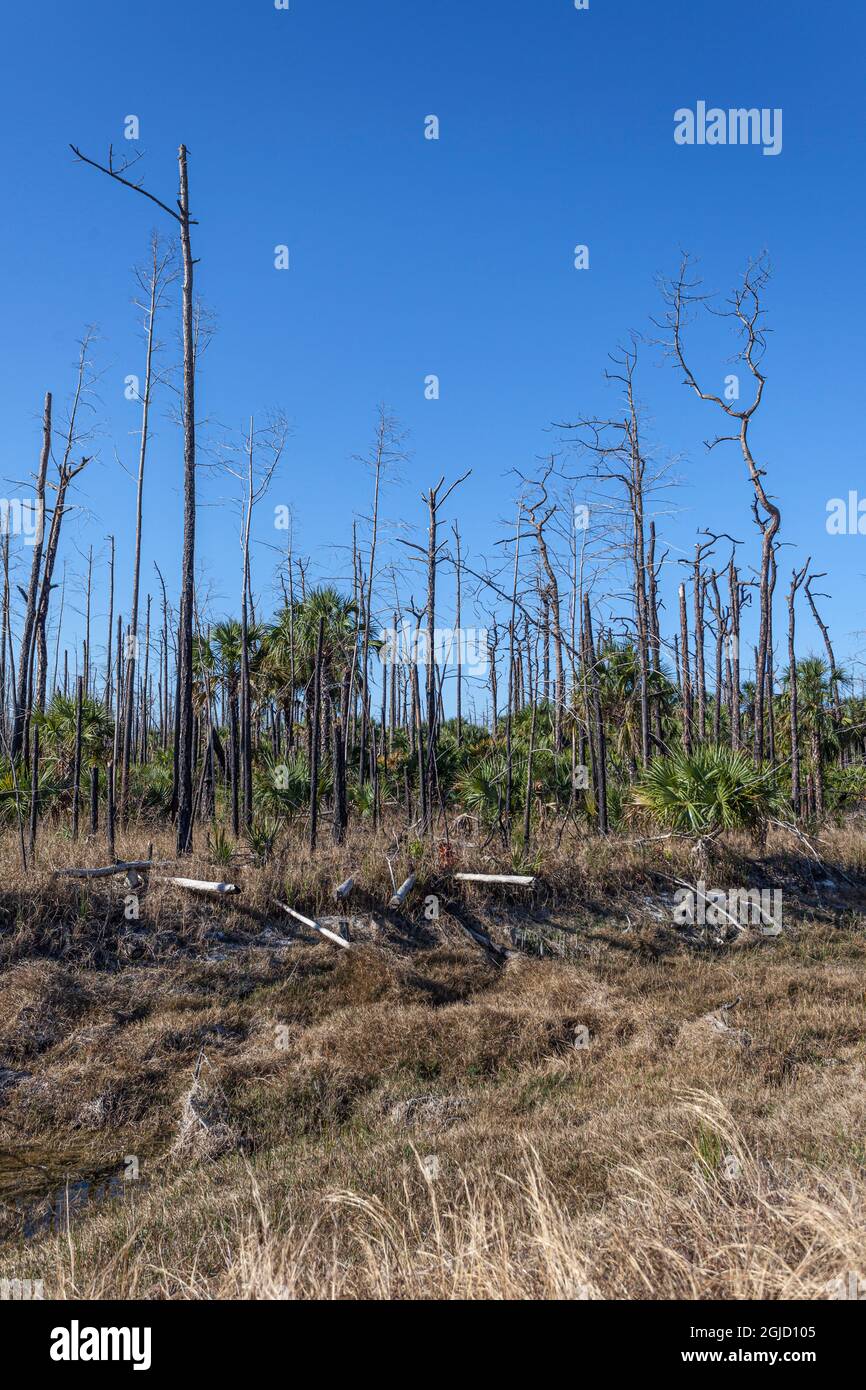 Dead slash pine trees killed because a wildfire was too hot due to ...