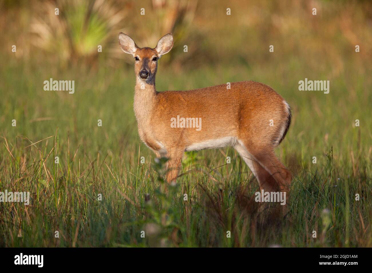 White tailed deer florida hi-res stock photography and images - Alamy