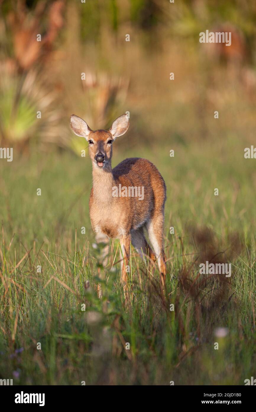 White-tailed deer in prairie, Florida Stock Photo - Alamy