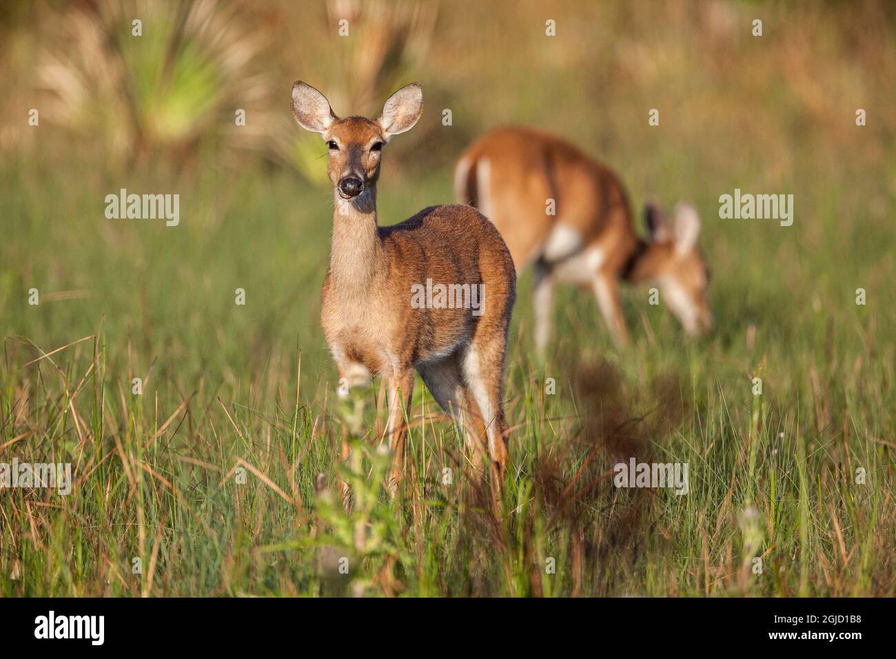 White-tailed deer in prairie, Florida Stock Photo - Alamy