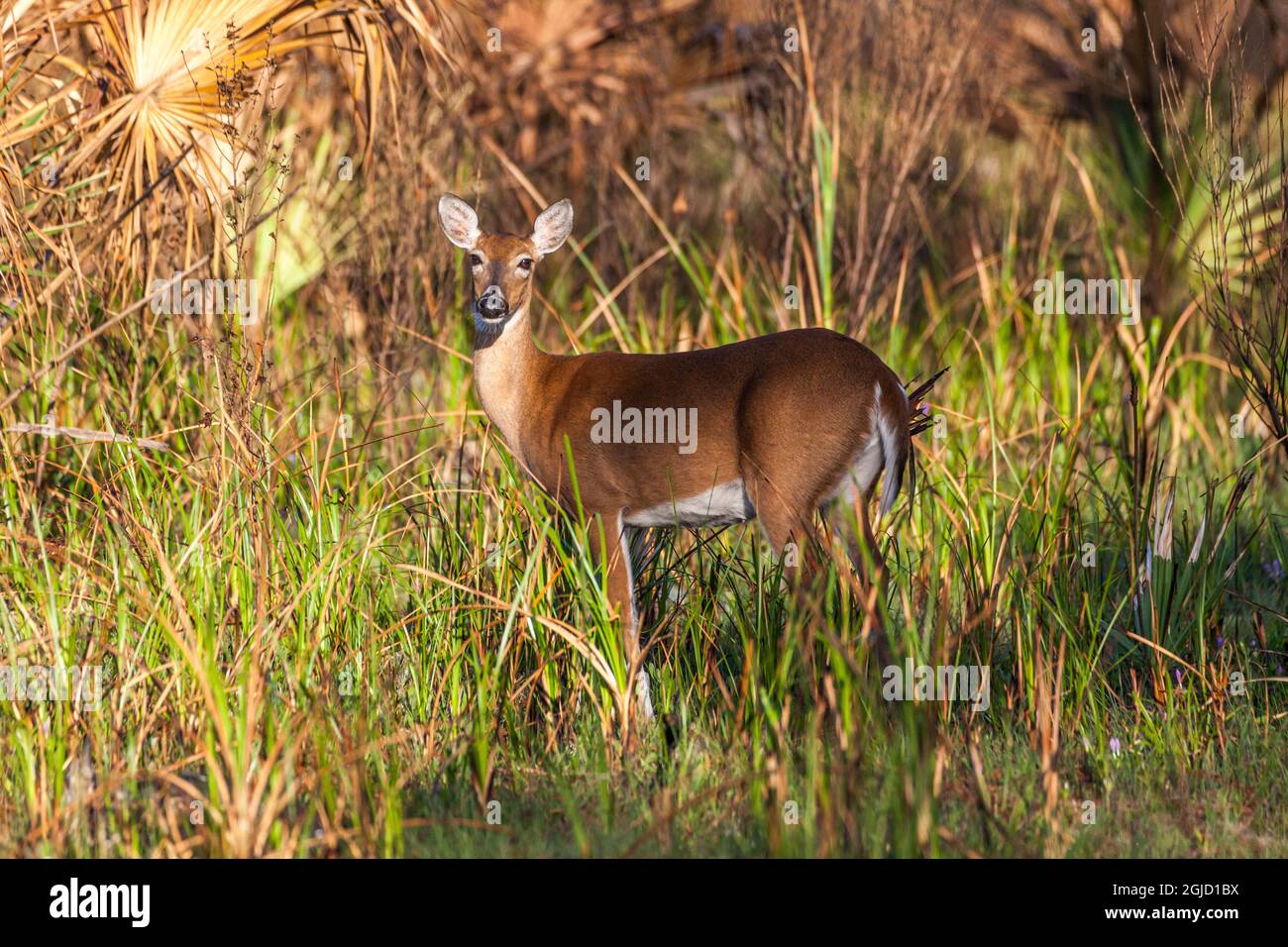 White Tailed Deer Florida High Resolution Stock Photography and Images ...