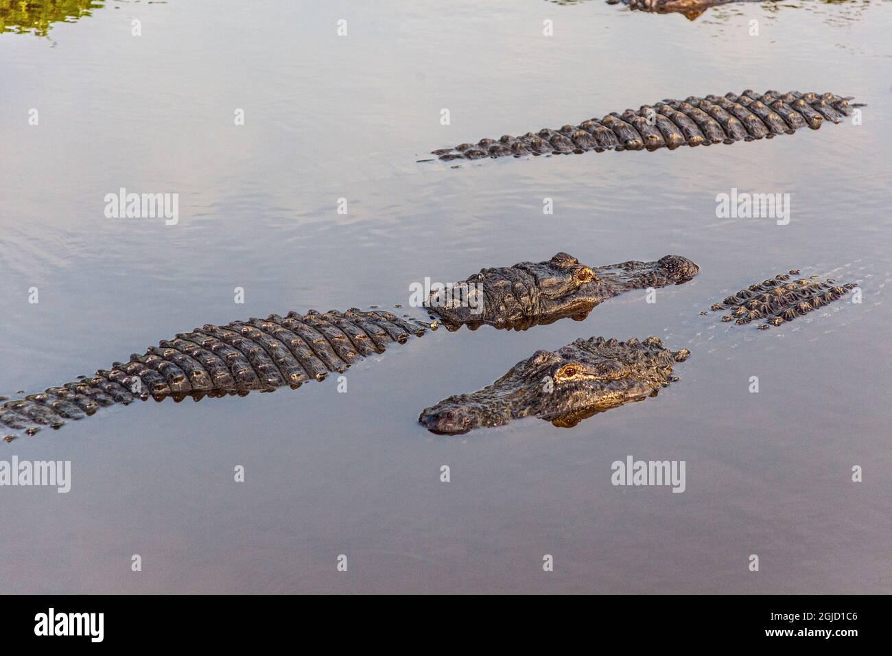 American alligators in a pond, Florida Stock Photo - Alamy