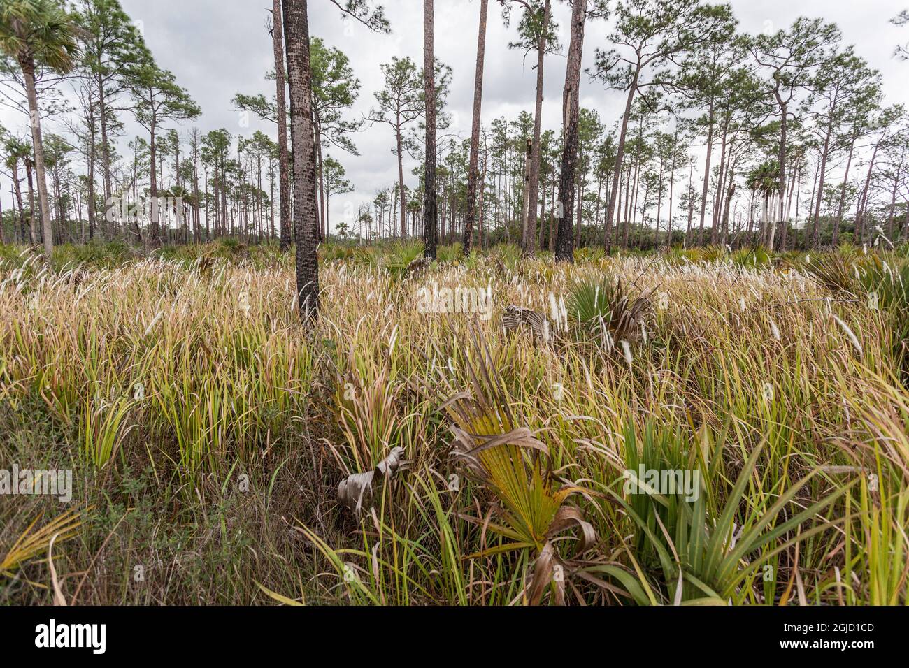 Exotic and invasive cogon grass retards the growth of native plants and ...