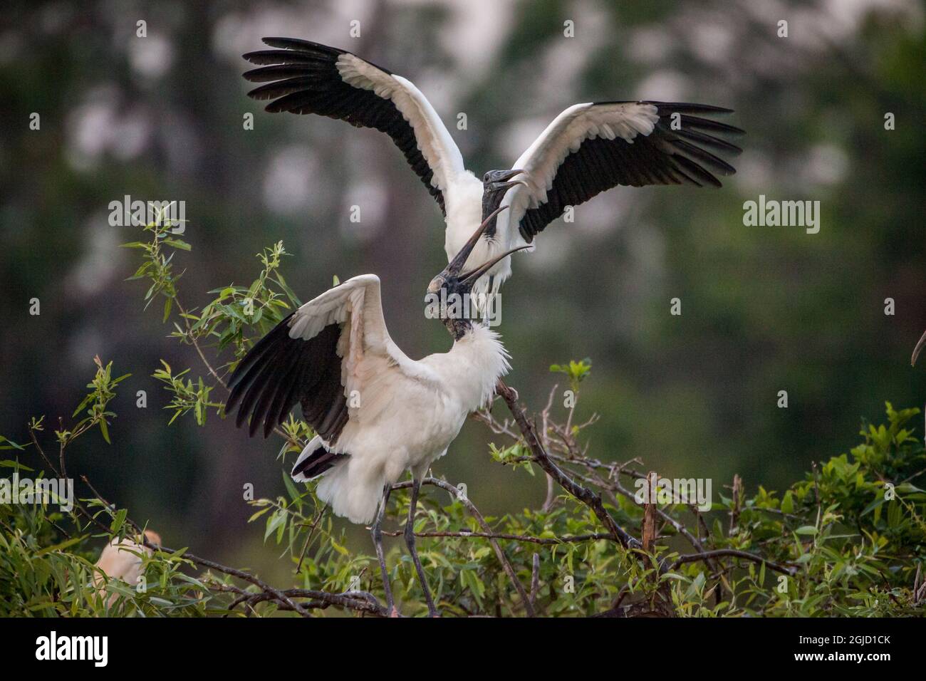 Endangered wood storks interact with each other at a nesting rookery ...