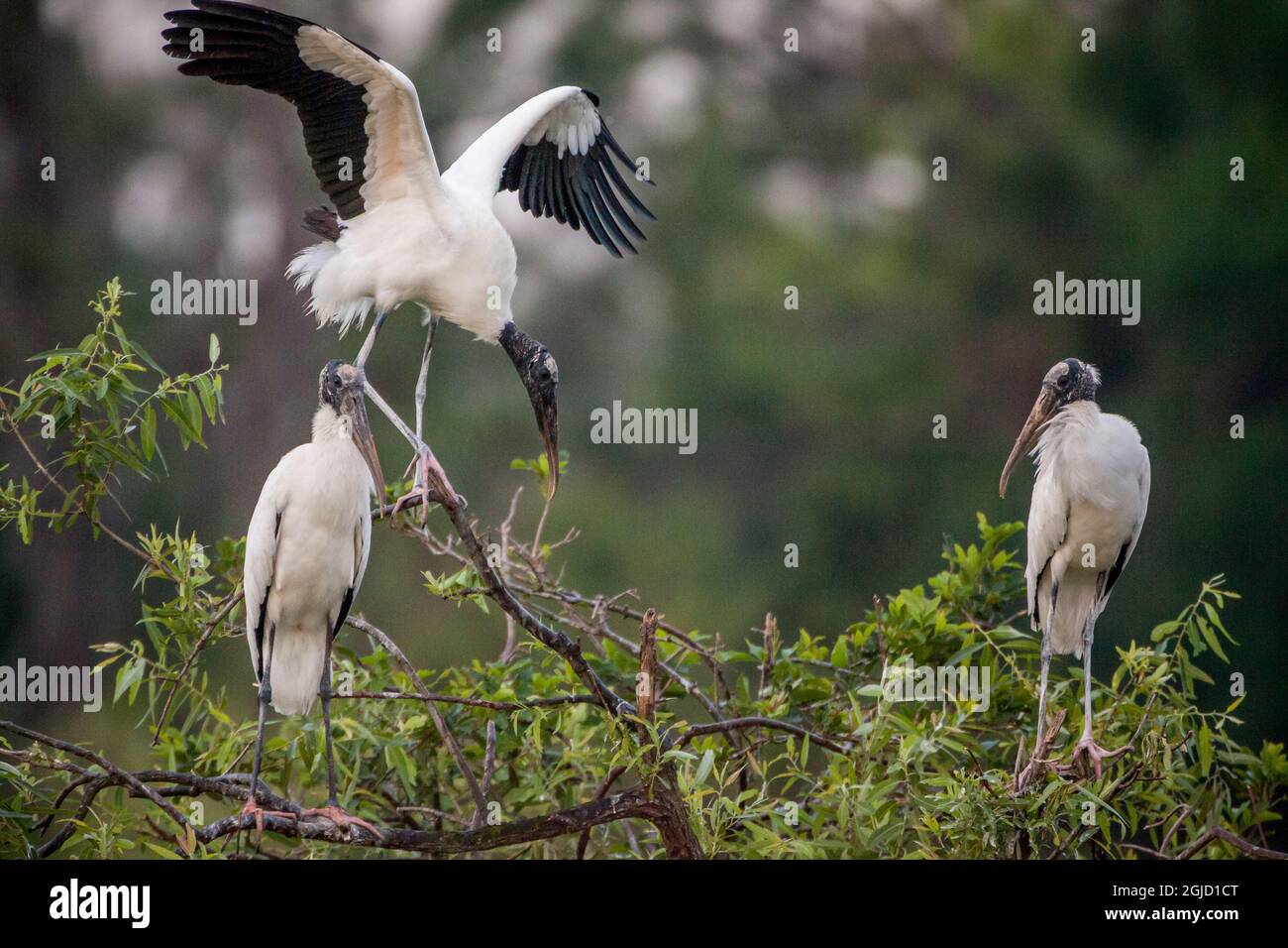 Endangered florida wading bird hi-res stock photography and images - Alamy