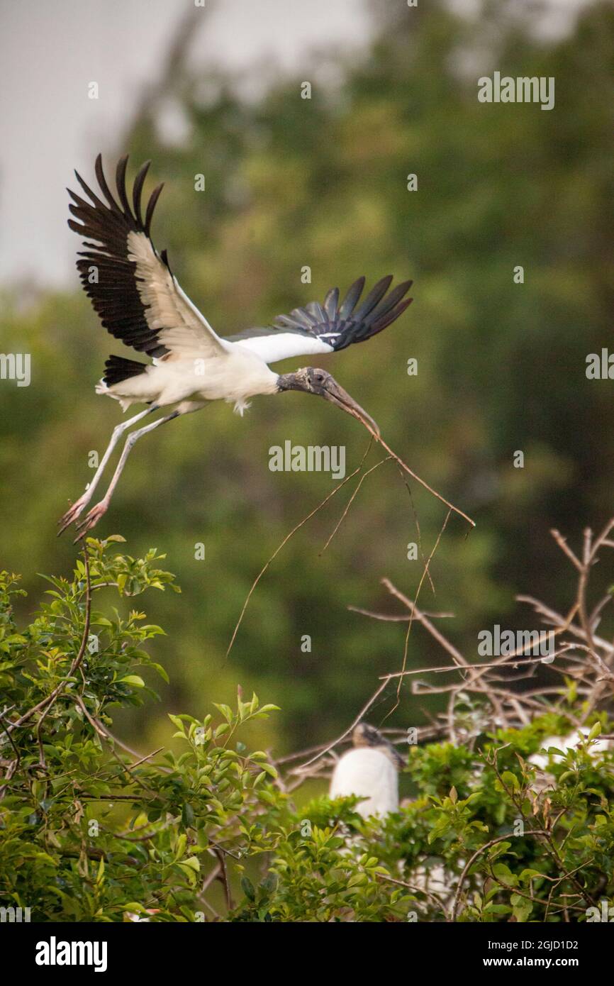 Endangered wood stork bringing nest material at a nesting rookery ...