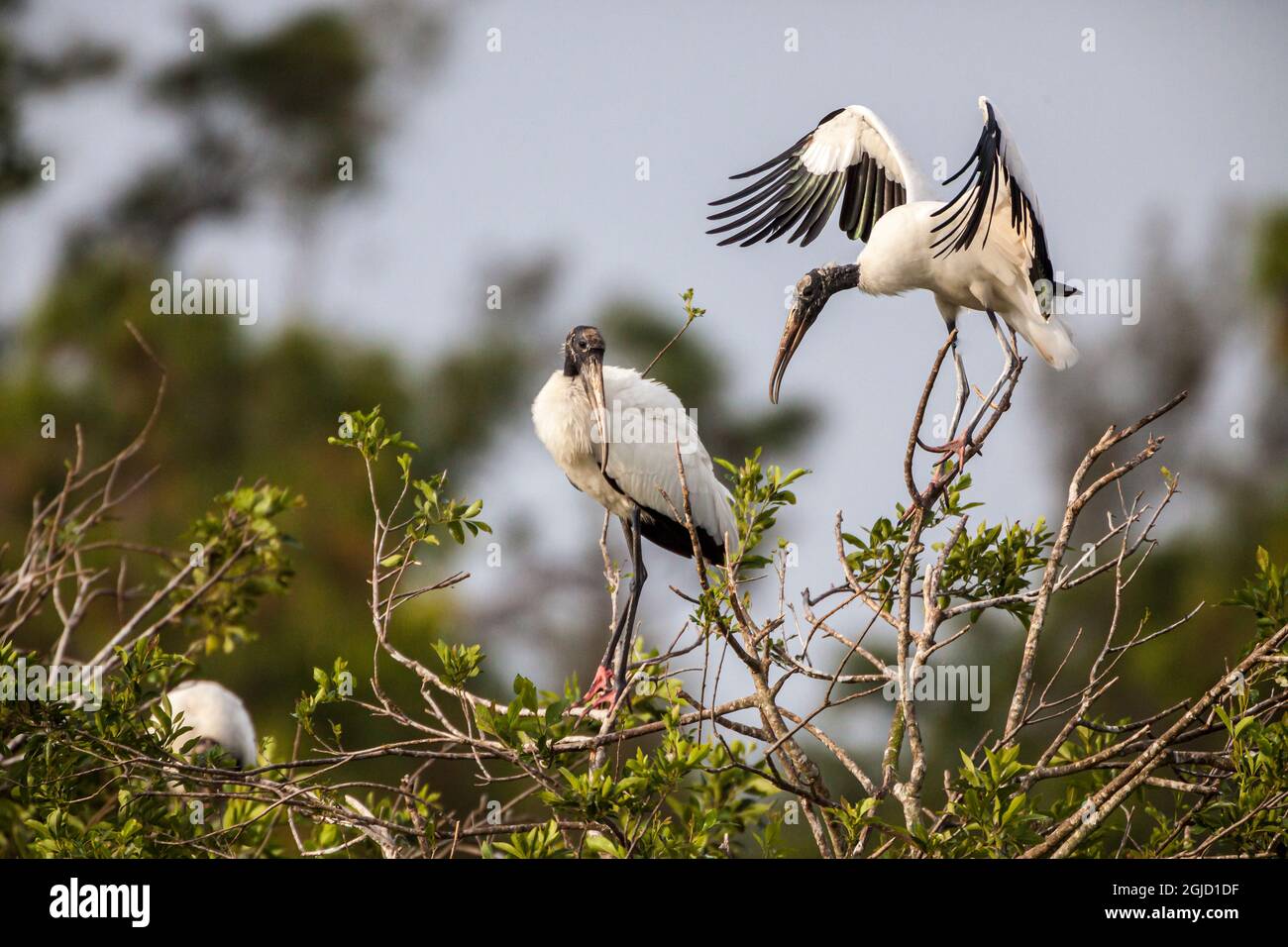 Endangered florida wading bird hi-res stock photography and images - Alamy