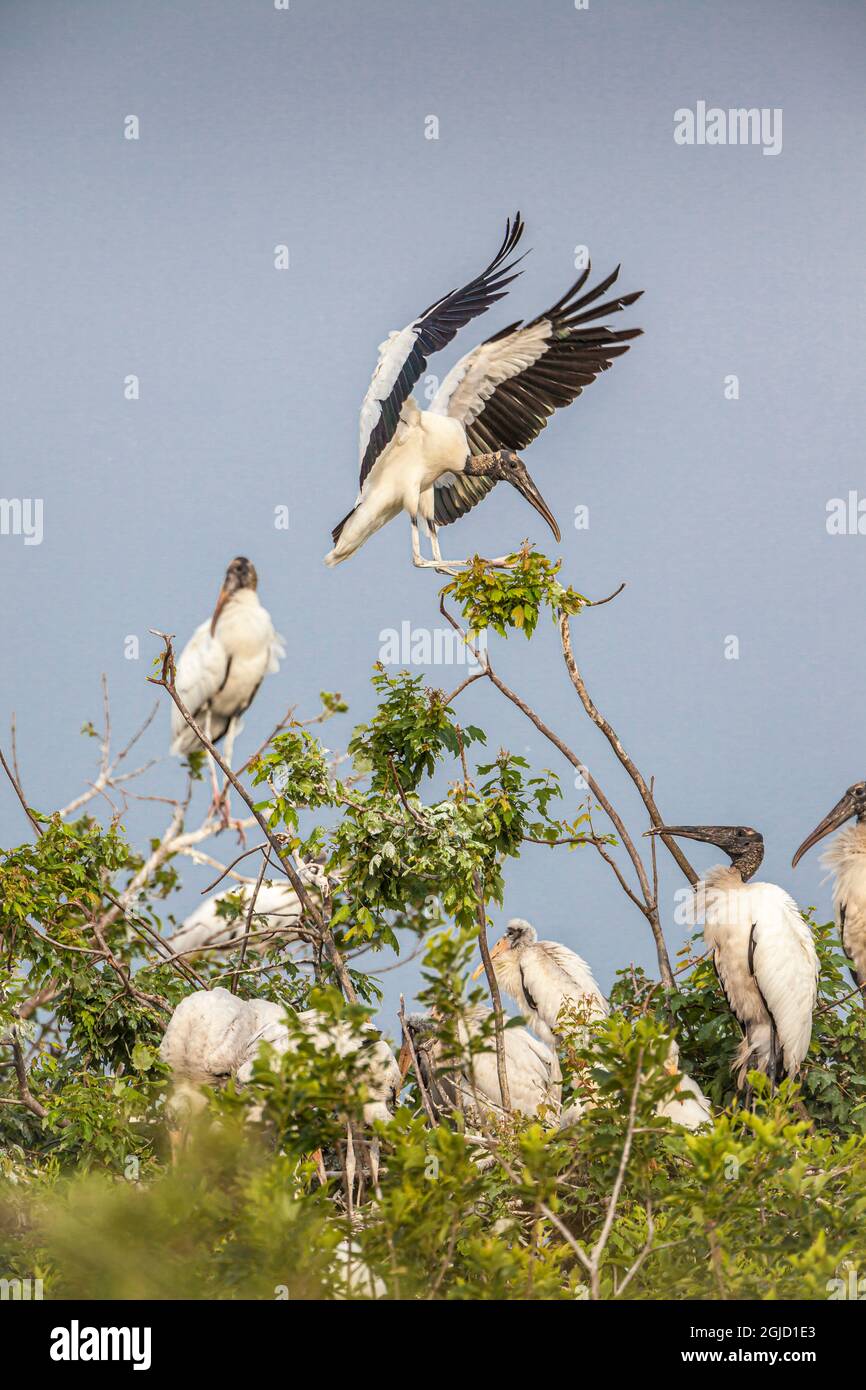 Endangered florida wading bird hi-res stock photography and images - Alamy