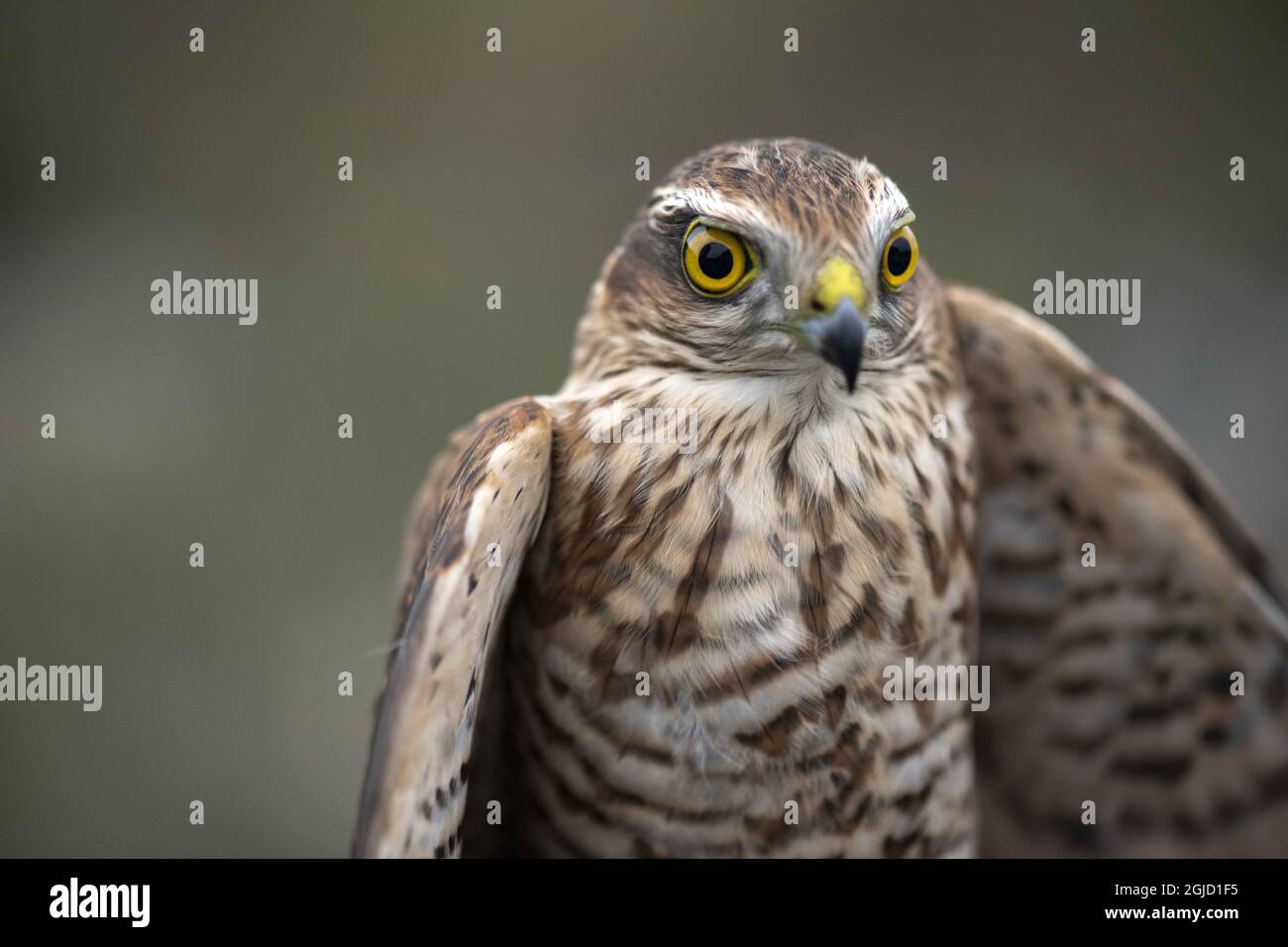273413905 hi-res stock photography and images - Alamy