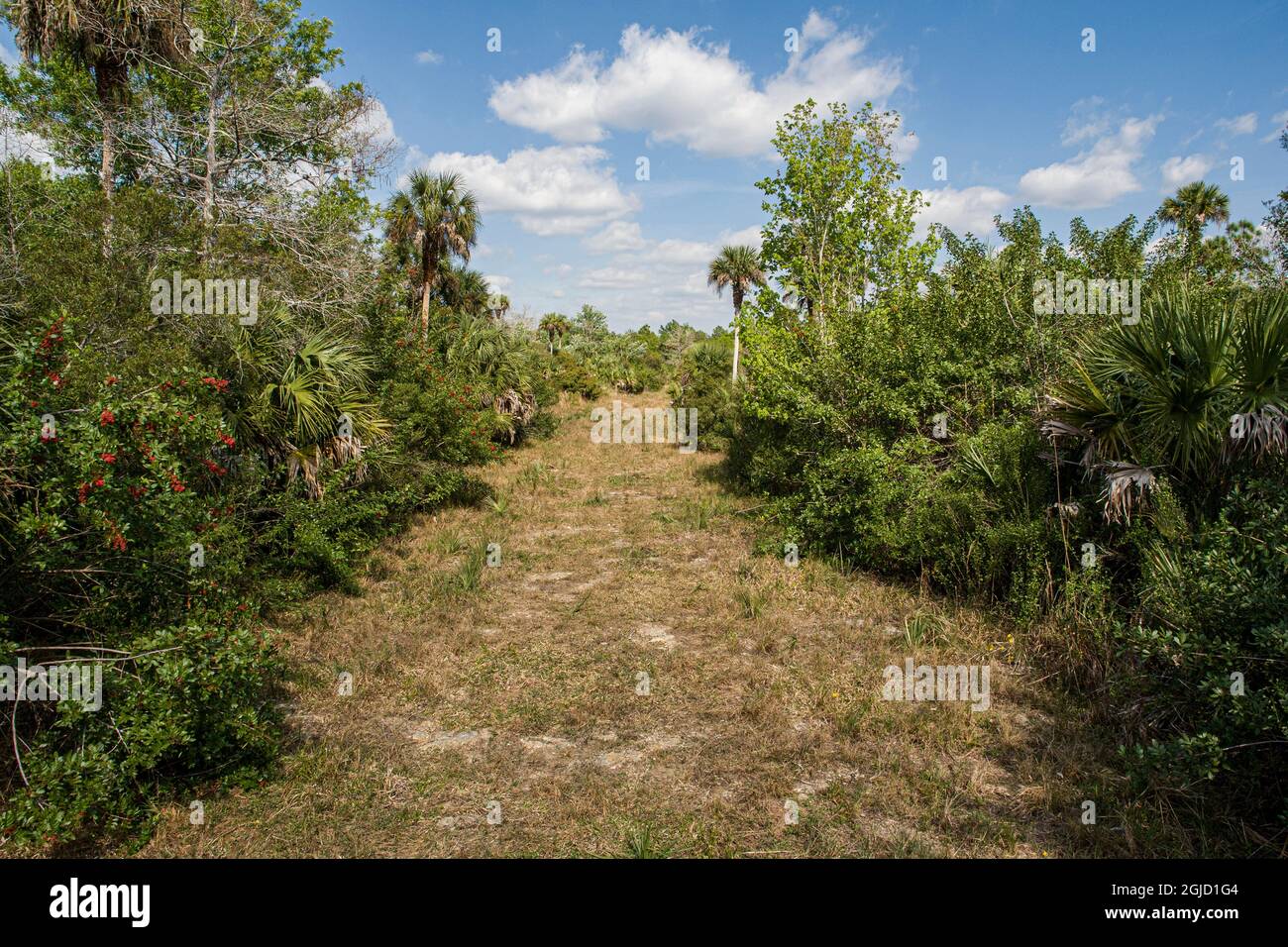 Exotic and invasive Brazilian pepper grows unchecked throughout south ...