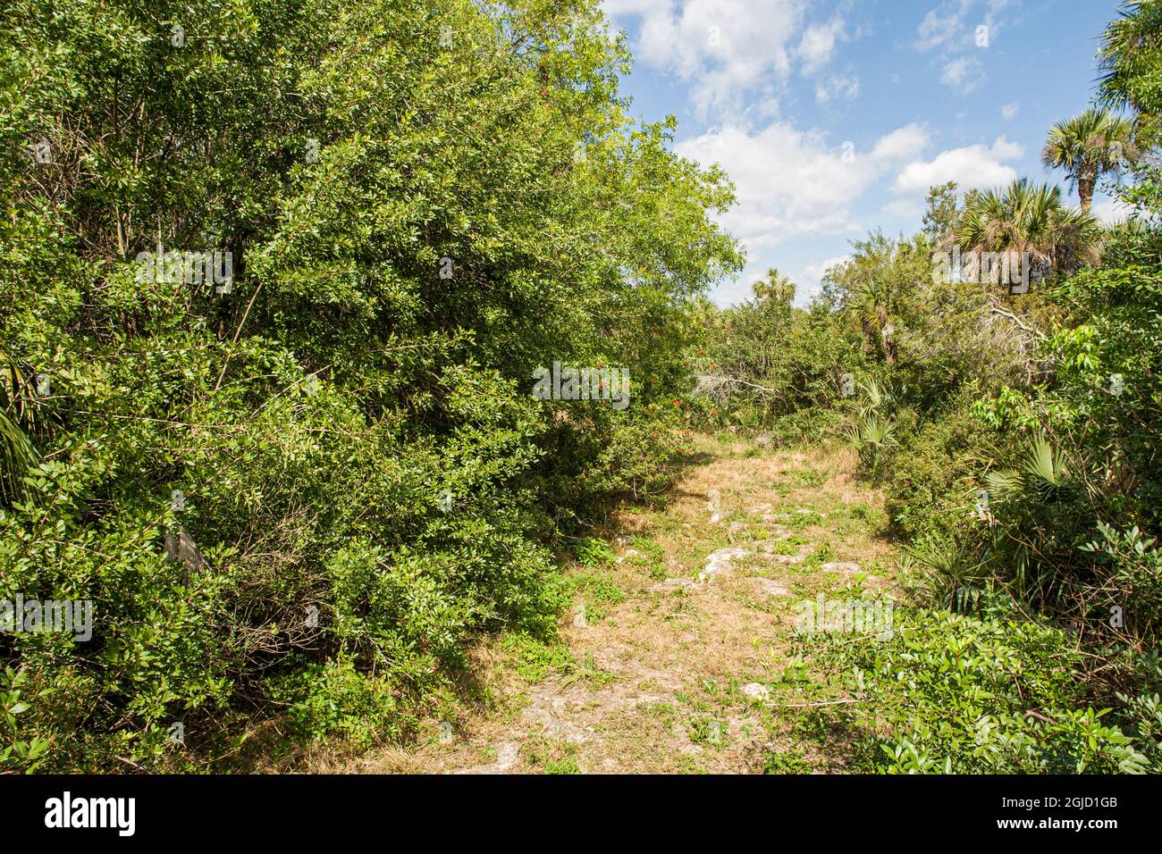 Exotic and invasive Brazilian pepper grows unchecked throughout south ...