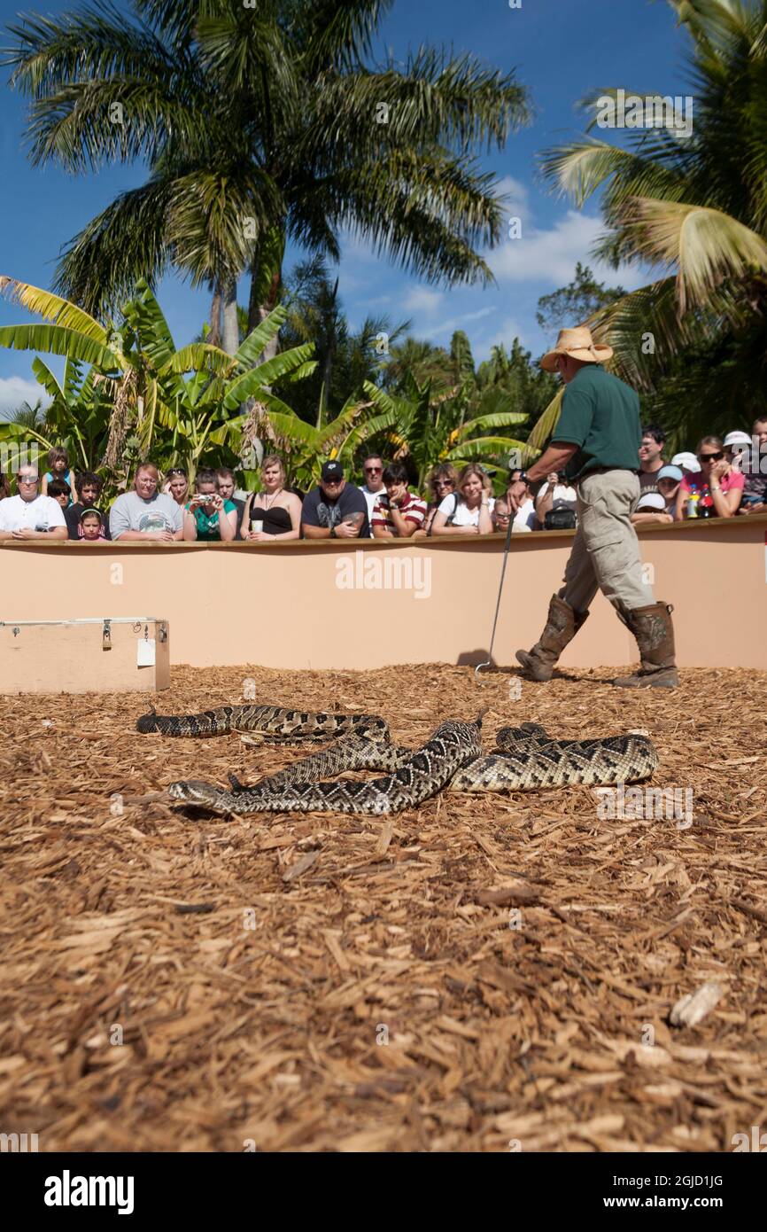 Wrangling rattlesnake hi-res stock photography and images - Alamy