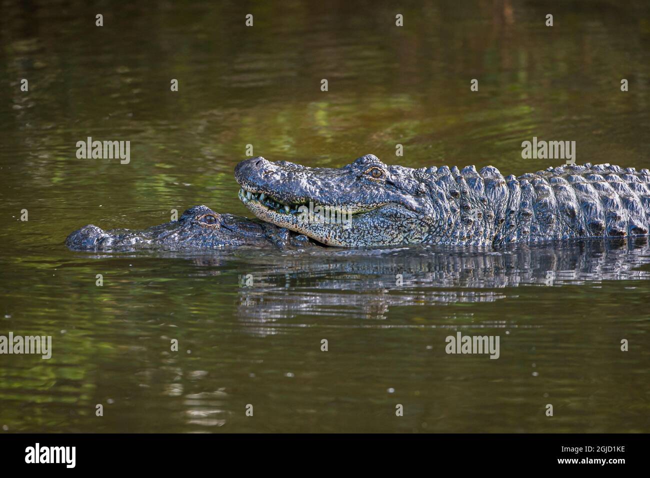 Alligator mating hi-res stock photography and images - Alamy