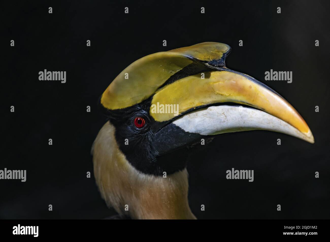Great Hornbill (Buceros bicornis) enclosure Foto: Magnus Martinsson ...