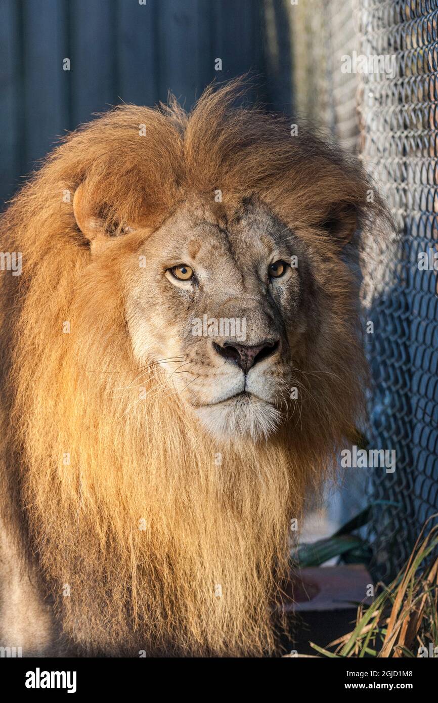 A male lion, by his nature, exudes a kingly look Stock Photo - Alamy