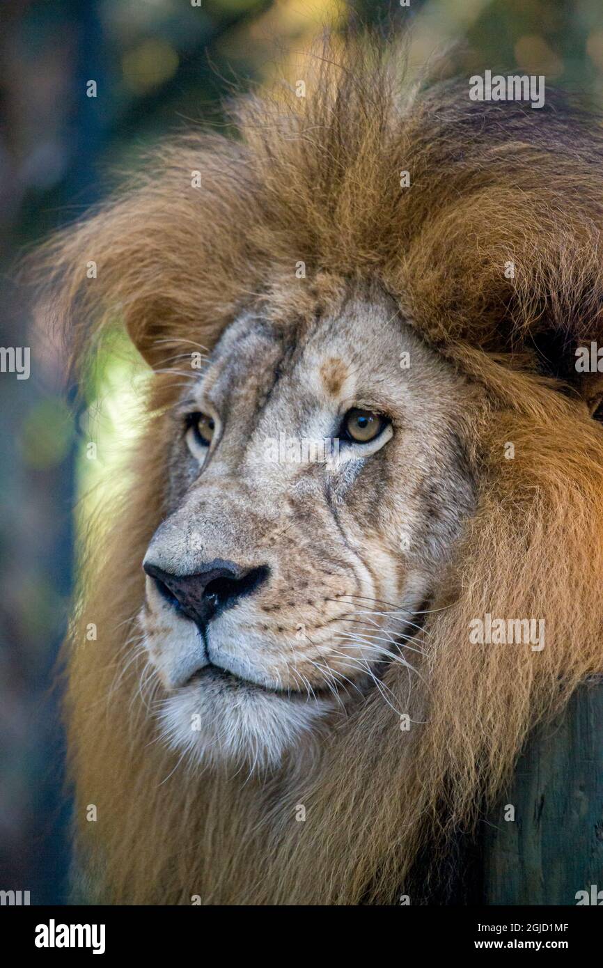 A male lion, by his nature, exudes a kingly look Stock Photo - Alamy