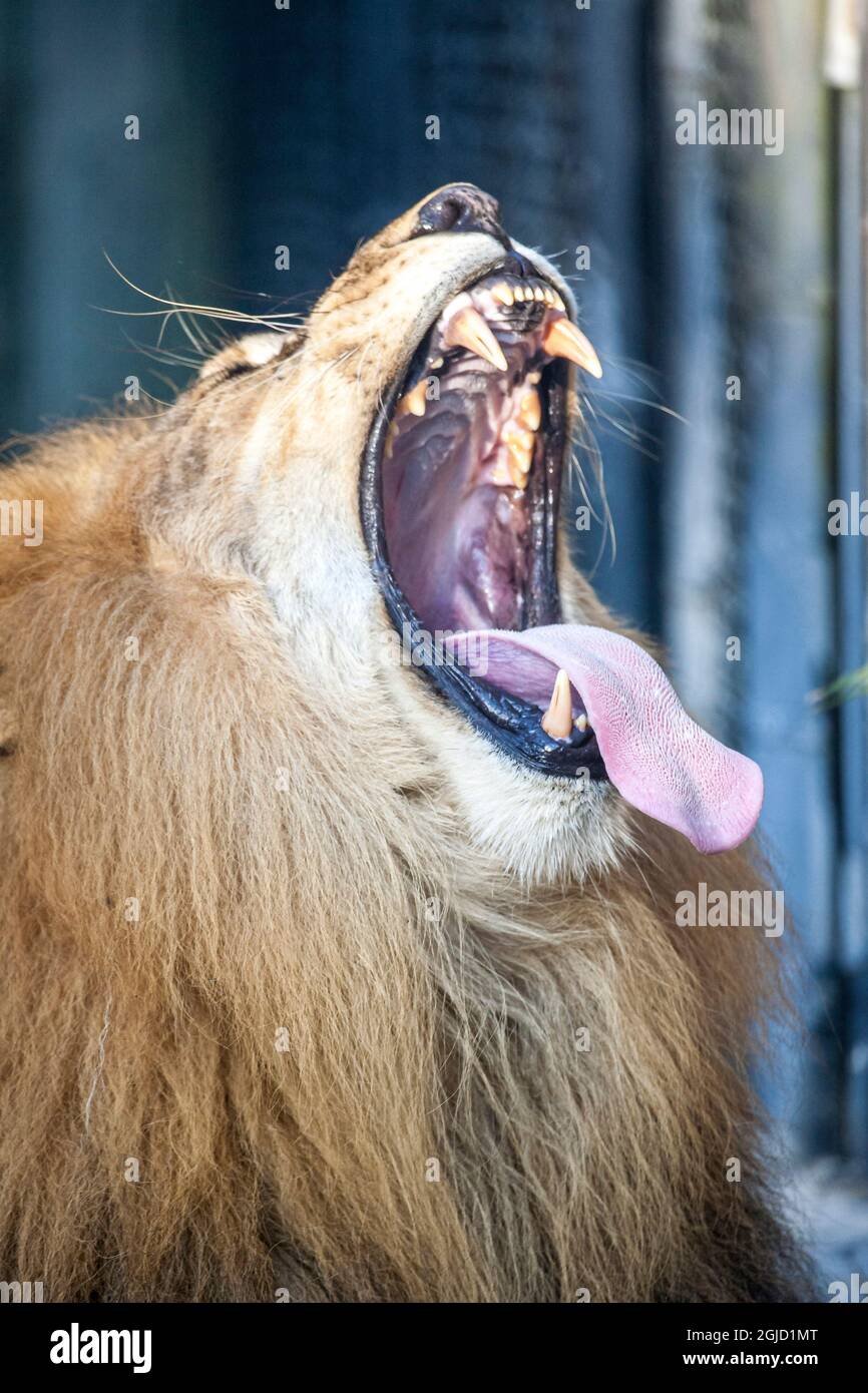 A male lion, by his nature, exudes a kingly look Stock Photo - Alamy
