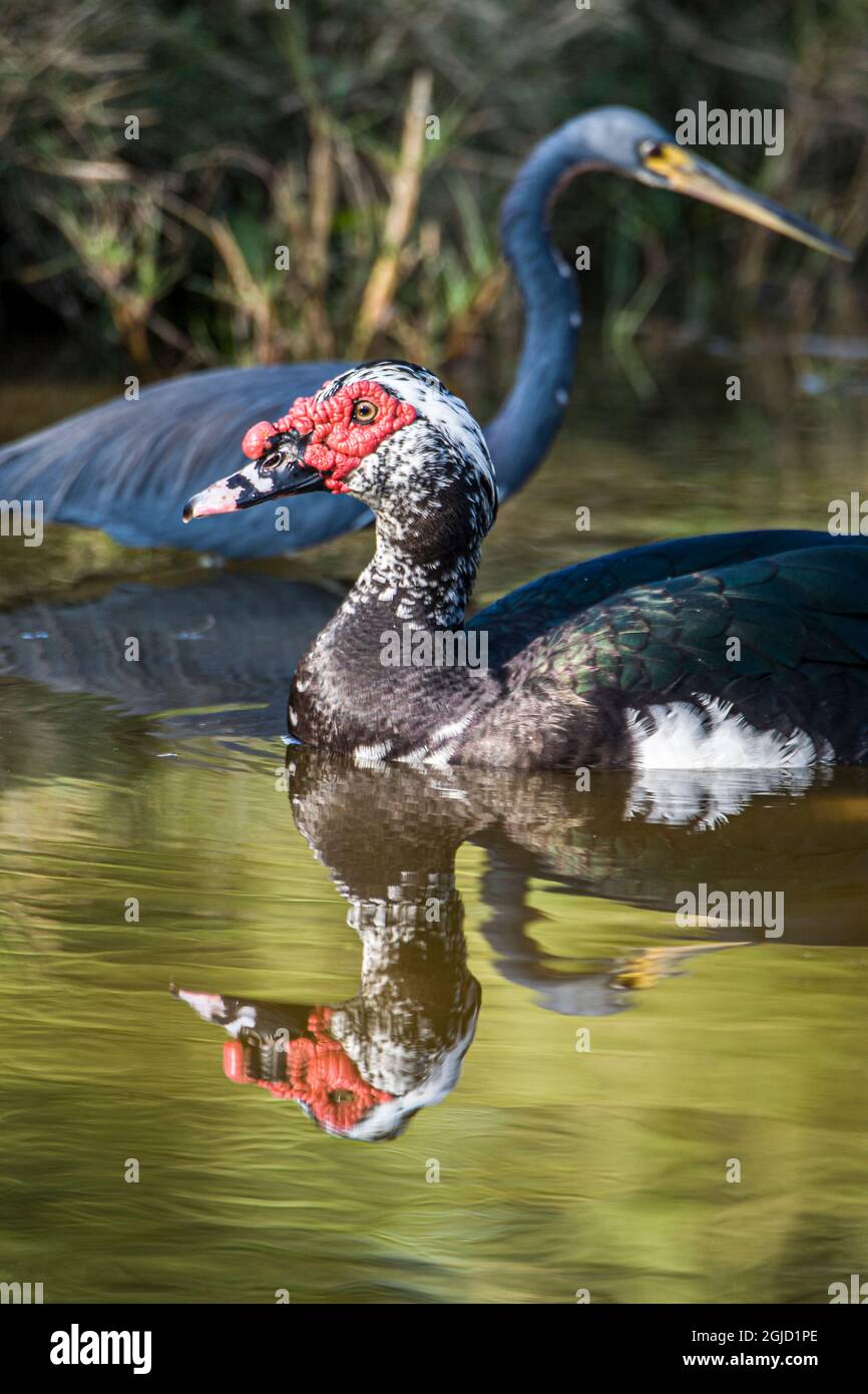 A Muscovy duck is an invasive waterfowl to the United States Stock ...