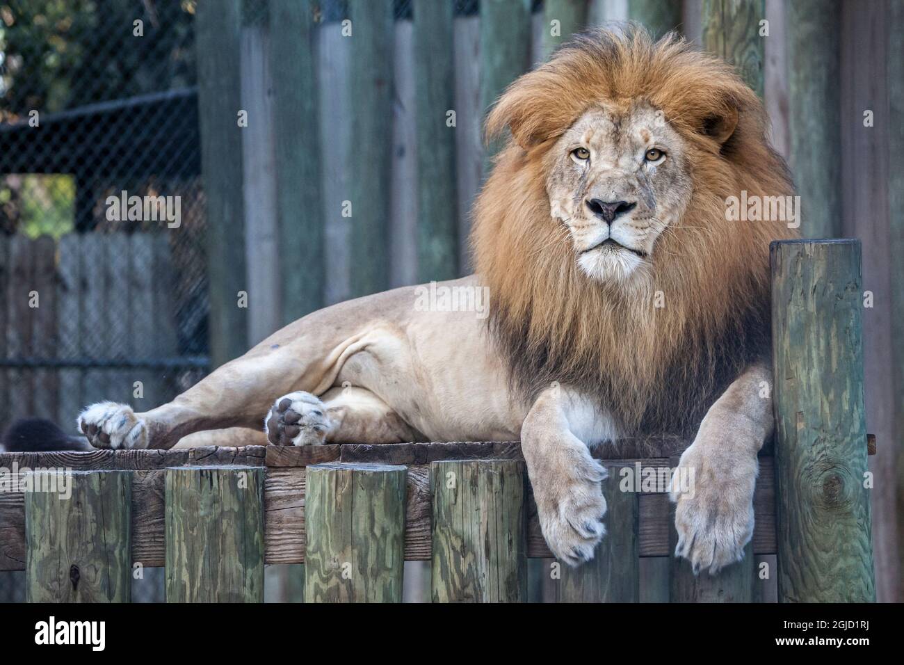 A male lion, by his nature, exudes a kingly look Stock Photo - Alamy