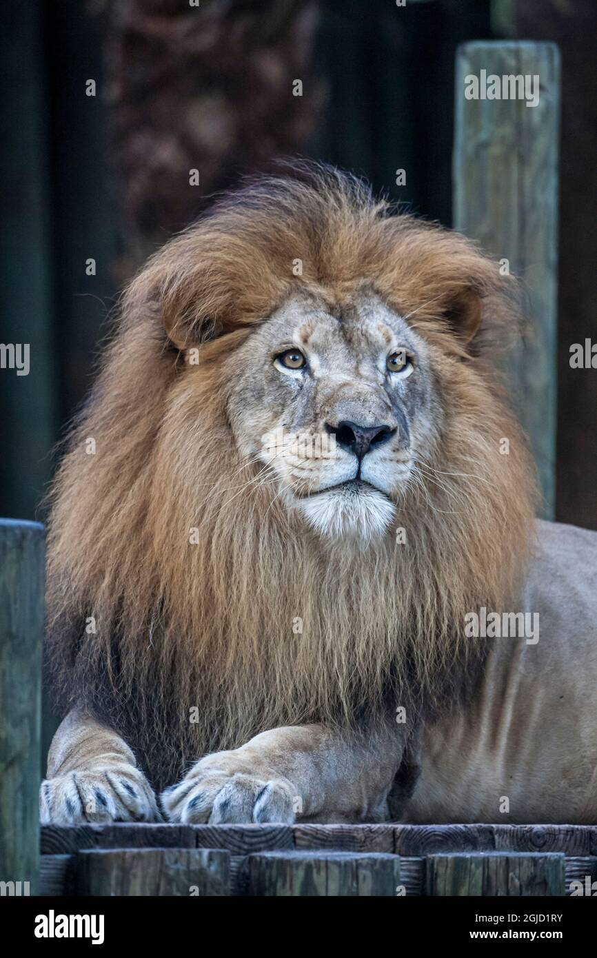 A male lion, by his nature, exudes a kingly look Stock Photo - Alamy