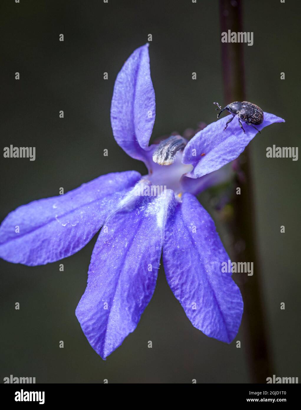 Florida weevil hi-res stock photography and images - Alamy