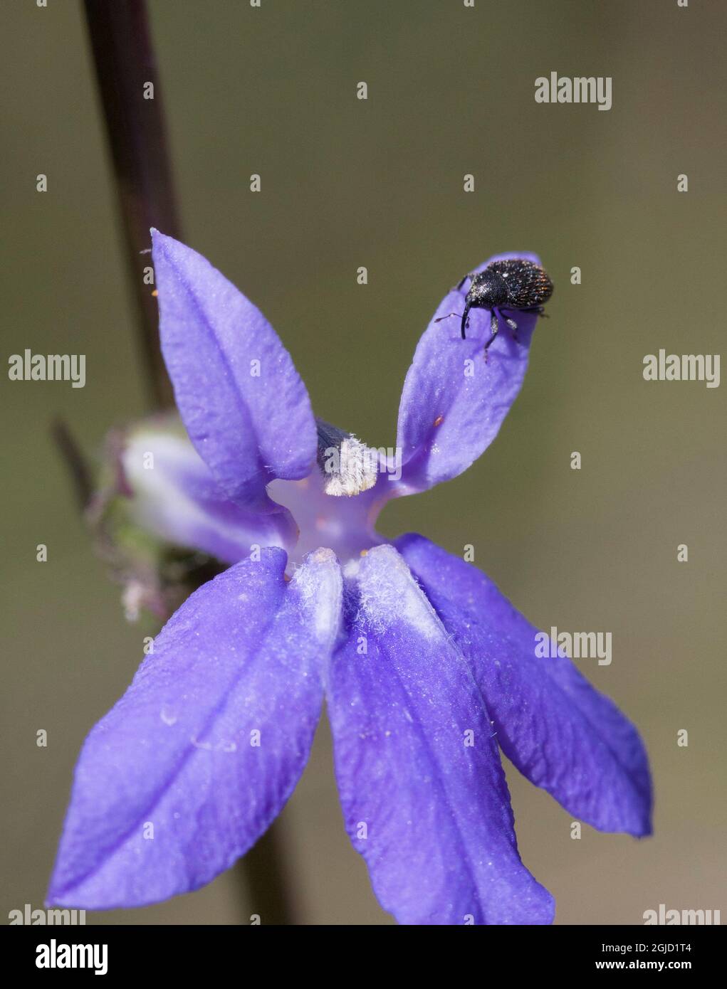 Florida weevil hi-res stock photography and images - Alamy