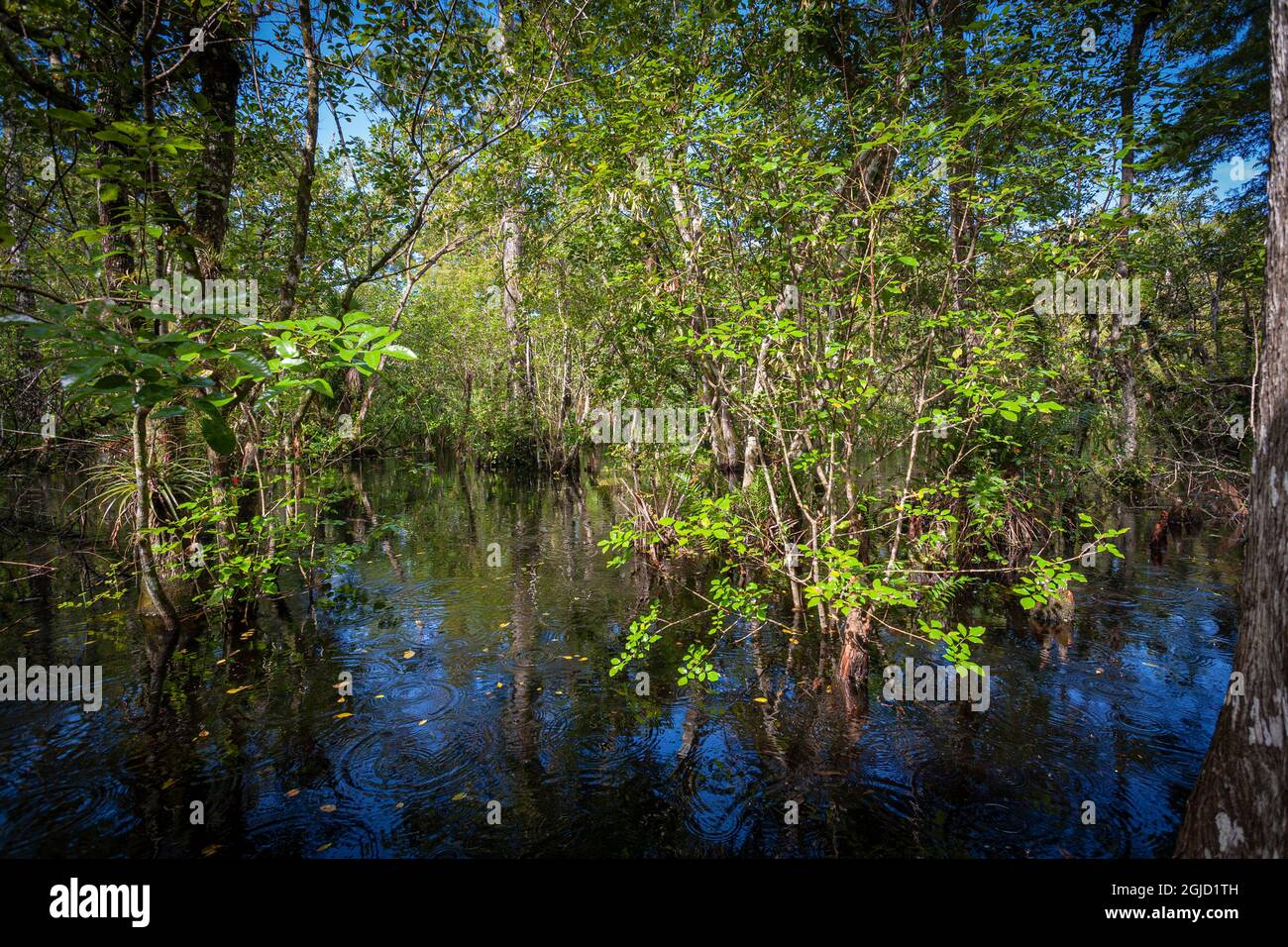 Flooded swamp hi-res stock photography and images - Alamy