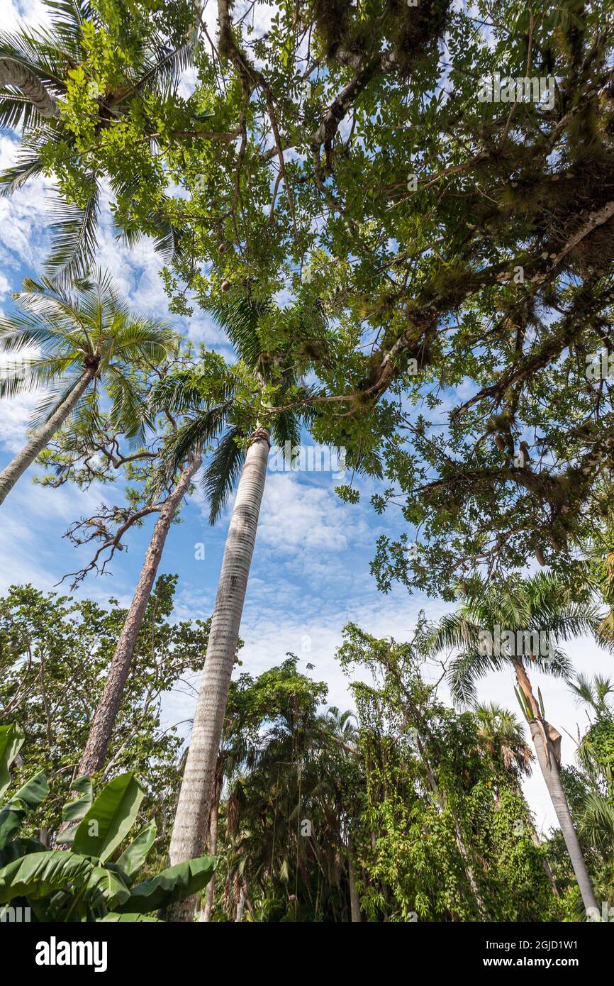 Royal palms hi-res stock photography and images - Alamy