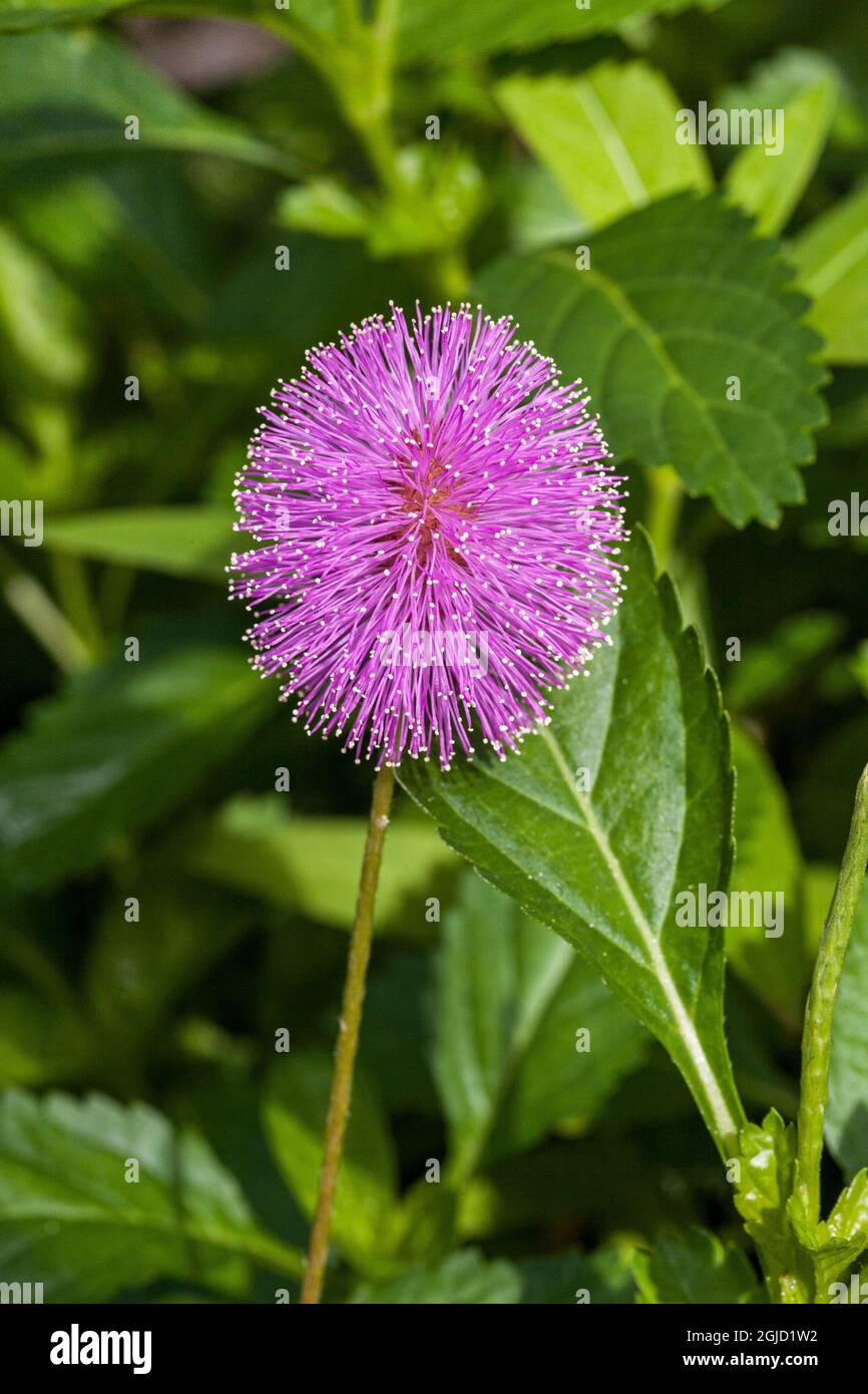 Powderpuff flower hi-res stock photography and images - Alamy