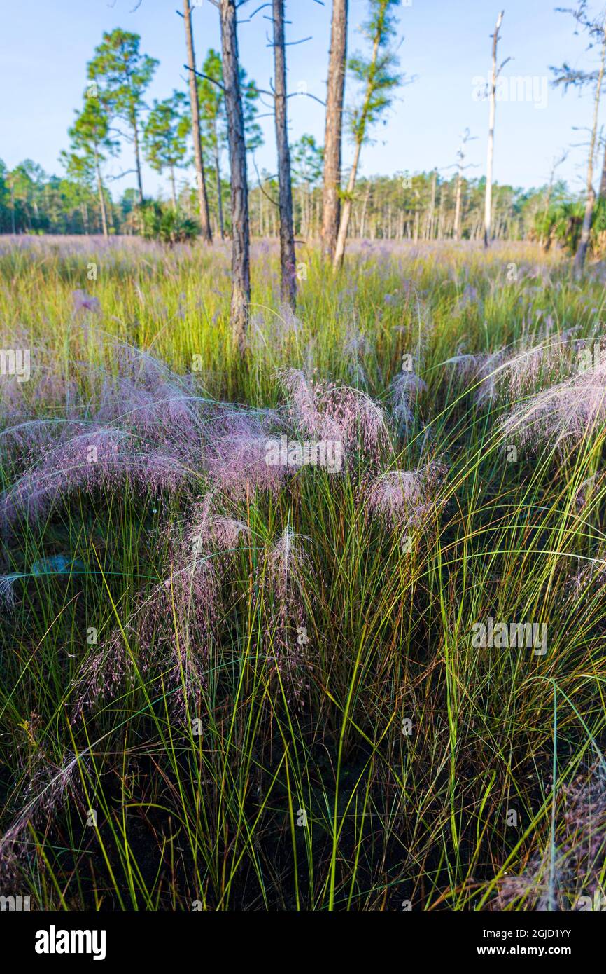 Blooming Muhly grass in a prairie managed by prescribed fire Stock ...