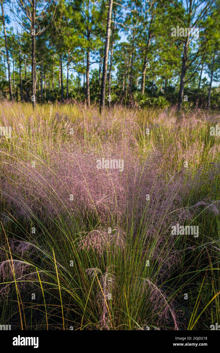 Blooming Muhly grass in a prairie managed by prescribed fire Stock ...