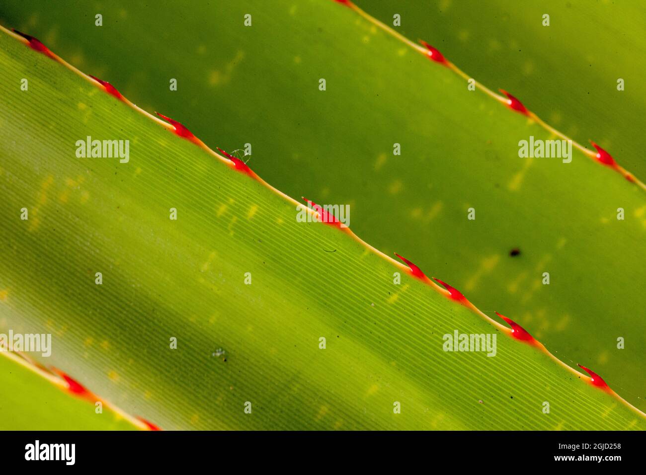Screw pine leaf Stock Photo - Alamy