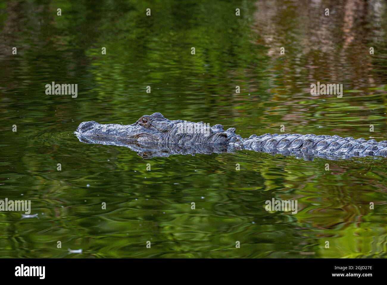 American alligator floating Stock Photo - Alamy