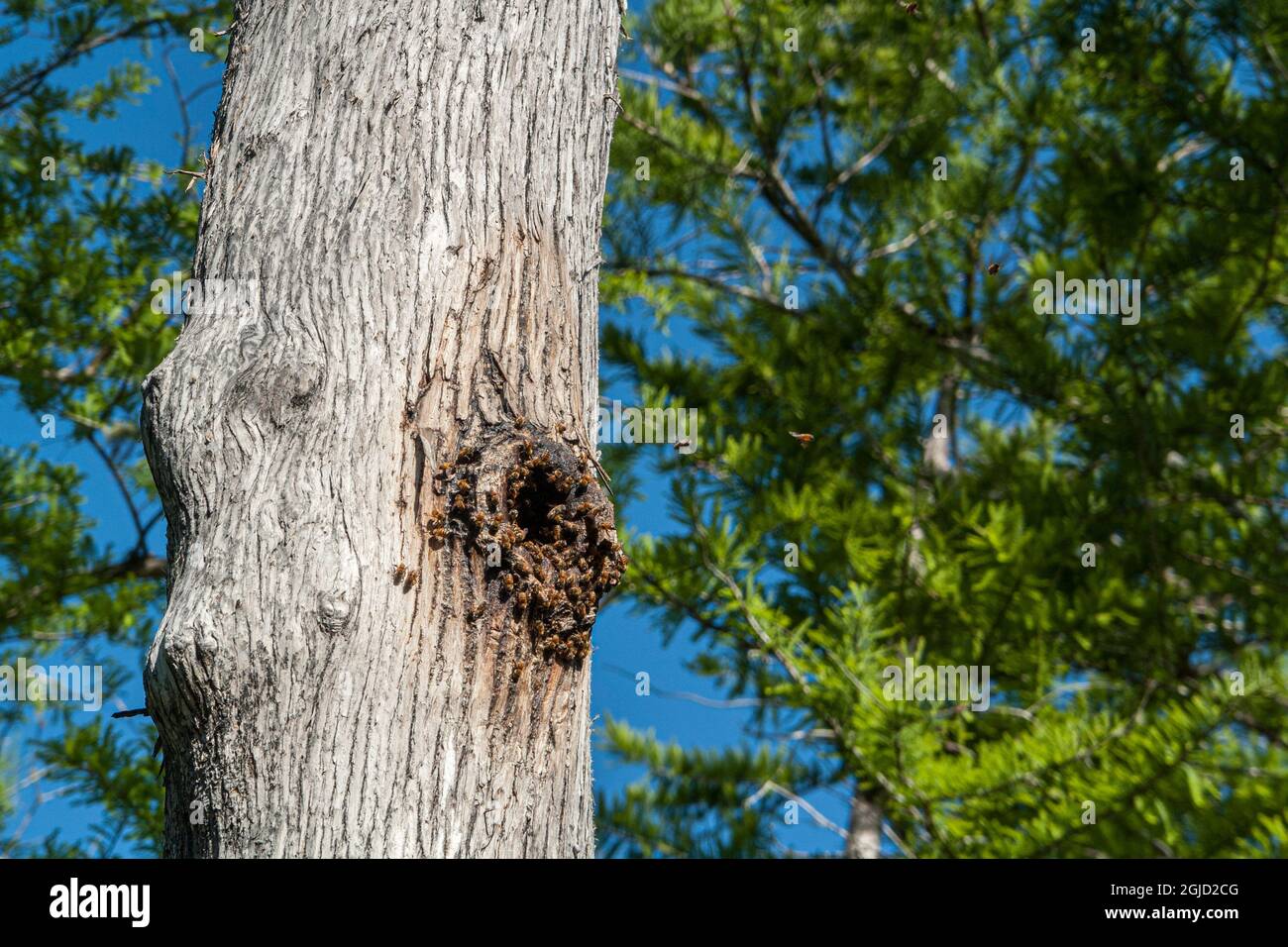 Florida honey bee hi-res stock photography and images - Alamy