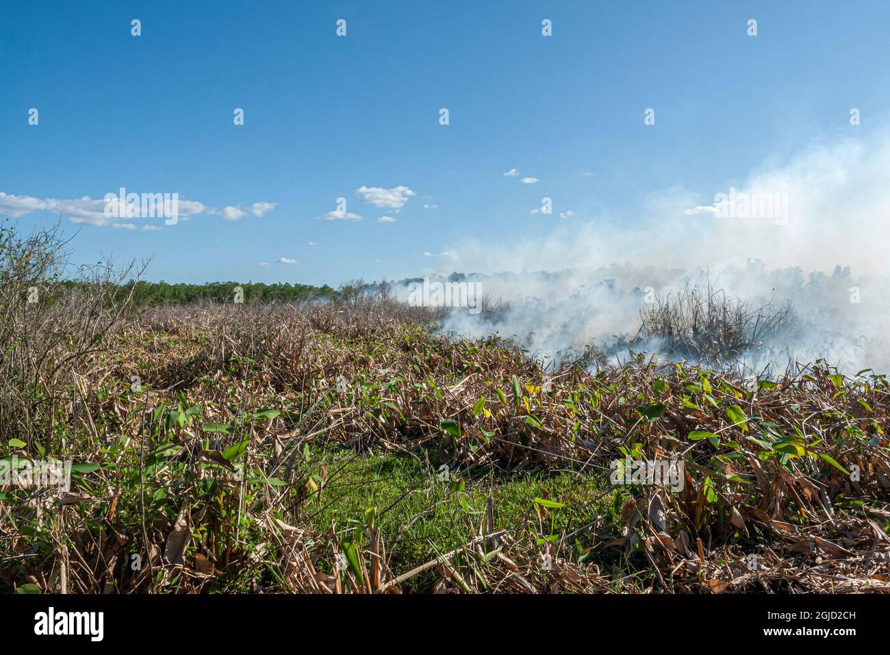 Prescribed fire florida hi-res stock photography and images - Alamy