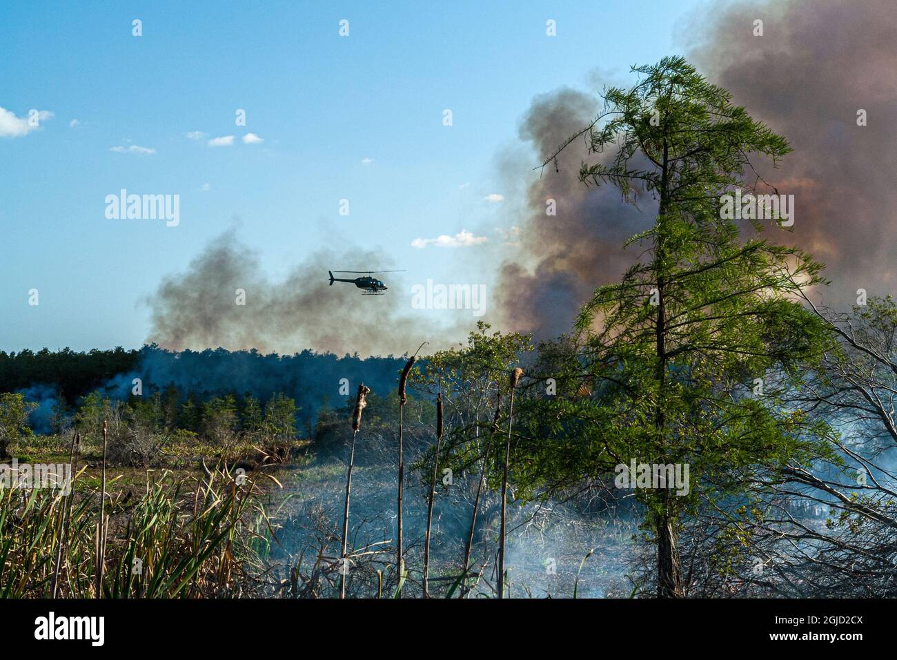 A prescribed fire is used to rejuvenate a marsh in South Florida Stock ...