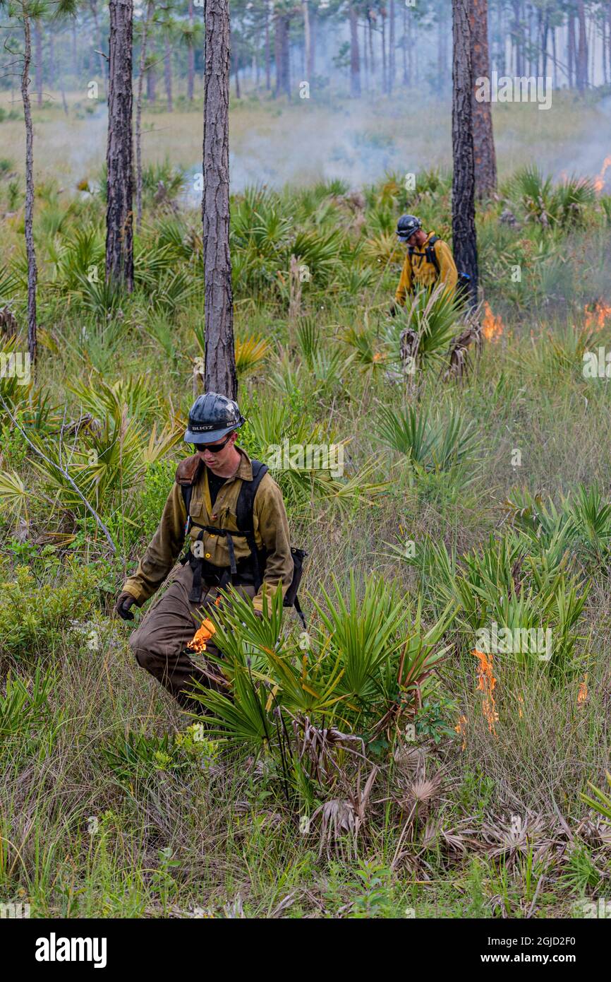 Fire crews walk through forest with drip torches to light a backfire ...