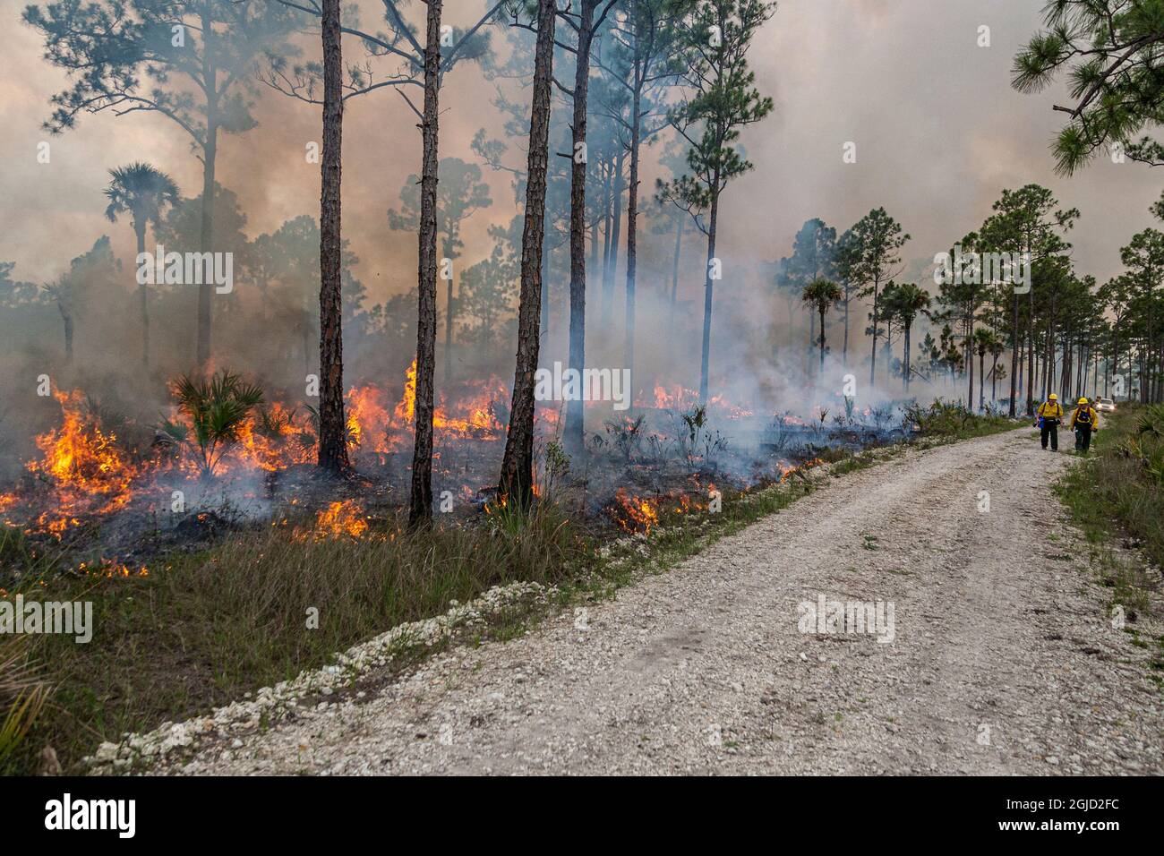 Forest fire in South Florida Stock Photo - Alamy