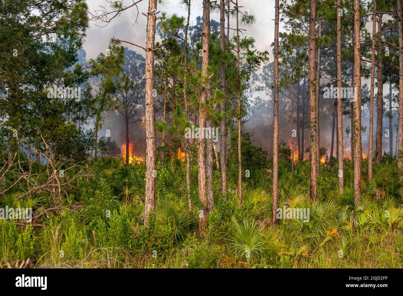 Forest fire in South Florida Stock Photo - Alamy