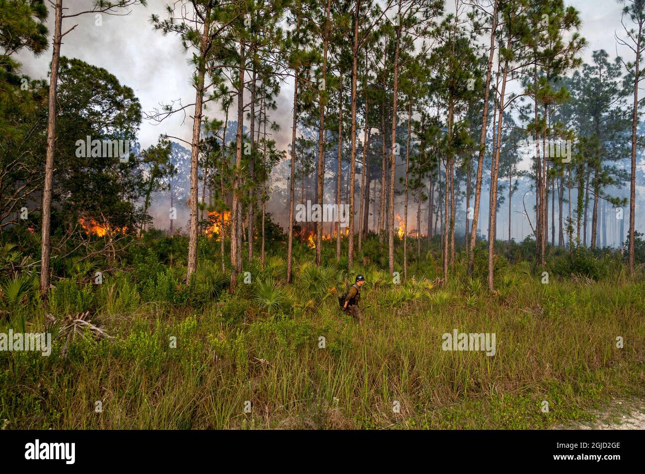 Forest fire in South Florida Stock Photo - Alamy