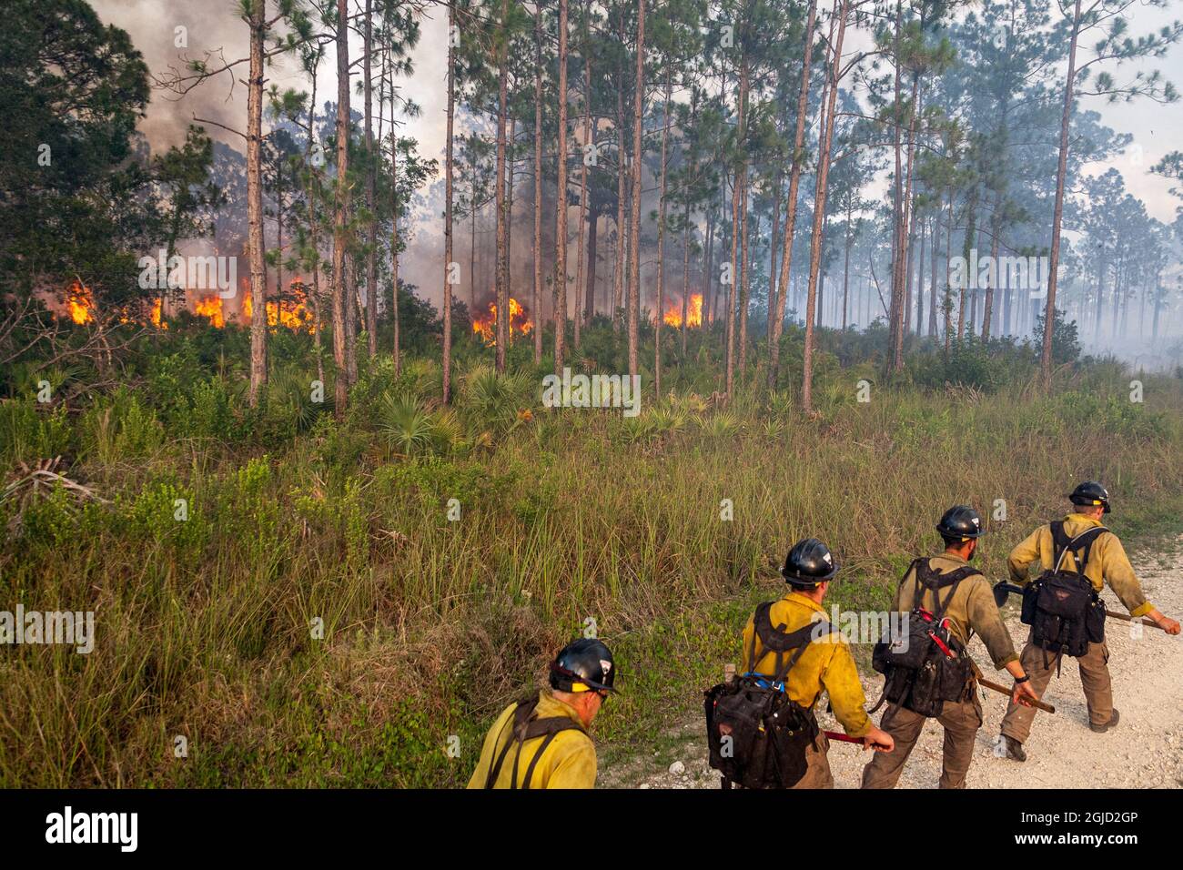 Firefighter march down a firebreak, getting ready to defend their ...